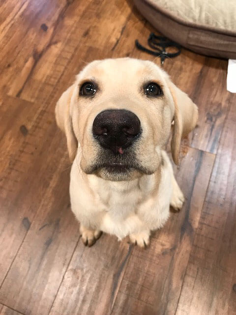 Meet "Able": The Future Service Dog - MobilityWorks