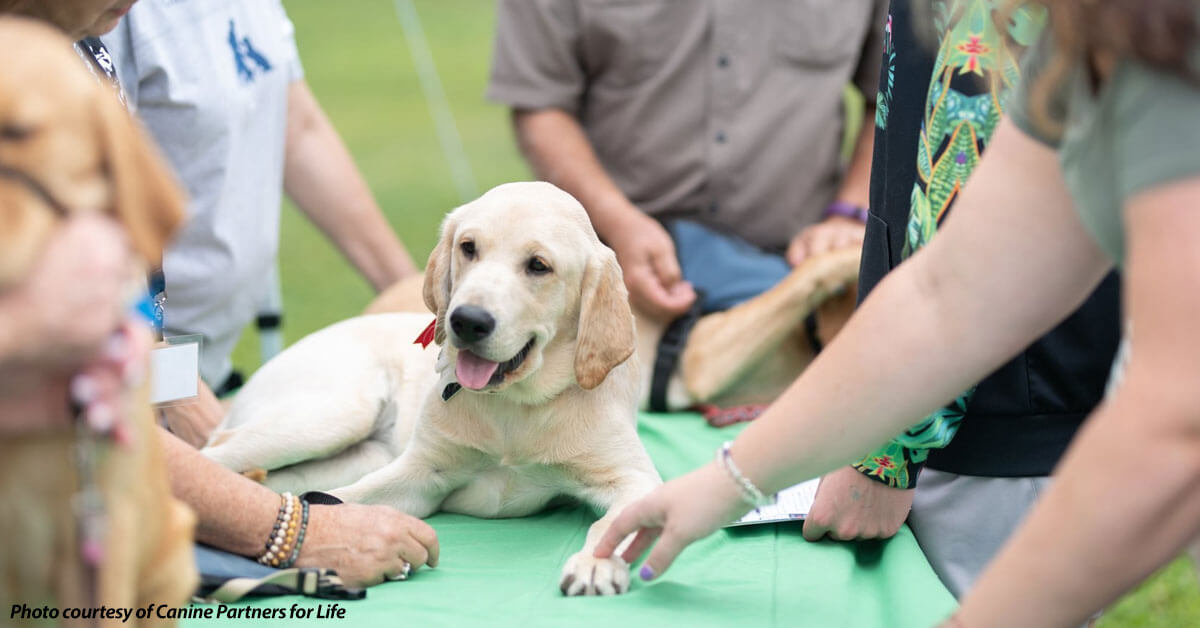 Able's Journey to Becoming a Service Dog - MobilityWorks