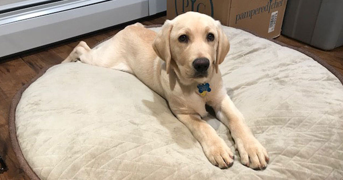 Meet "Able": The Future Service Dog - MobilityWorks